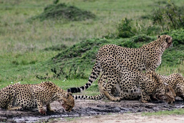 Wildlife of Kenya Guide :: Qualityexpress : ควอลิตี้ เอ็กซ์เพรส บริษัท ...